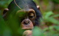 Chimpanzee GIFs - Get the best gif on GIFER
