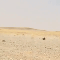 Arabia GIFs - Get the best gif on GIFER