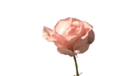 Rose GIFs - Get the best gif on GIFER