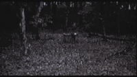 Ringu GIFs - Get the best gif on GIFER