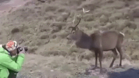 Stag GIFs - Get the best gif on GIFER