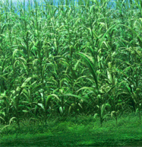 Cornfields GIF - Conseguir o melhor gif em GIFER