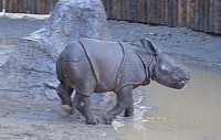 Rhino GIFs - Get the best gif on GIFER