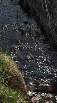 Grass GIFs - Get the best gif on GIFER