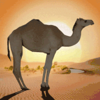 Camels GIFs - Get the best gif on GIFER