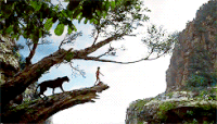 Jungle GIFs - Get the best gif on GIFER