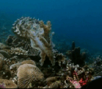 Squid GIFs - Get the best gif on GIFER