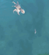 Cangrejo GIF - Conseguir el mejor gif en GIFER