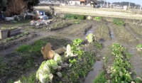 Cabbage GIFs - Get the best gif on GIFER