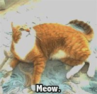 Lying GIFs - Get the best gif on GIFER