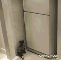 Refrigerator GIFs - Get the best gif on GIFER