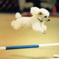 Poodle GIFs - Get the best gif on GIFER