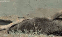 Badger GIFs - Get the best gif on GIFER