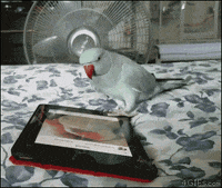 Parakeet GIFs - Get the best gif on GIFER