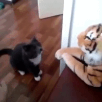 Kot GIFs - Get the best gif on GIFER