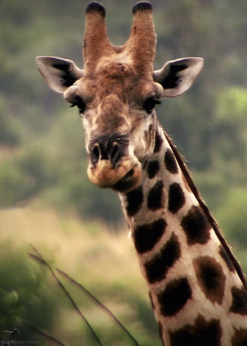 Most unimpressed giraffe in the world GIF - Conseguir o melhor gif em GIFER