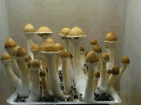 Fungi GIFs - Get the best gif on GIFER