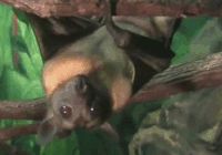 Slurp GIFs - Get the best gif on GIFER