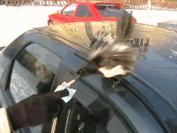 Magpies GIFs - Get the best gif on GIFER