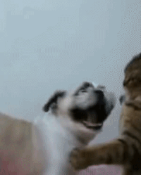 Argue GIFs - Get the best gif on GIFER