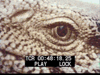 Reptile GIFs - Get the best gif on GIFER