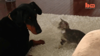 Doberman GIFs - Get the best gif on GIFER