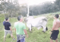 Rodeo GIFs - Get the best gif on GIFER
