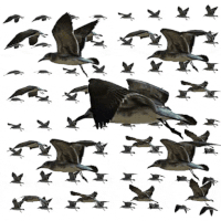 Variation GIFs - Get the best gif on GIFER