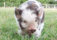 Three little pigs GIFs - Get the best gif on GIFER