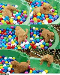 Ball pits GIFs - Get the best gif on GIFER