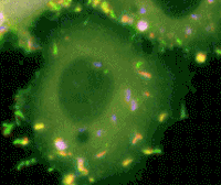 Microscopy GIFs - Get the best gif on GIFER