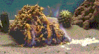 Decomposition GIFs - Get the best gif on GIFER
