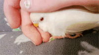 Budgie GIFs - Get the best gif on GIFER
