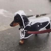 Rainy GIFs - Get the best gif on GIFER