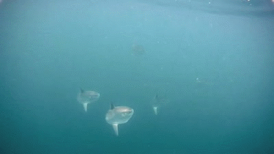 Marine animals GIF - Conseguir o melhor gif em GIFER