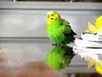 Budgie GIFs - Get the best gif on GIFER