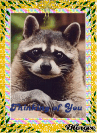 Racoons GIFs - Get the best gif on GIFER