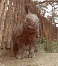 Calf GIFs - Get the best gif on GIFER