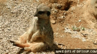 Meerkat GIFs - Get the best gif on GIFER