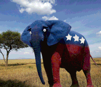Elephant GIFs - Get the best gif on GIFER