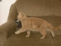 Snaggle GIFs - Get the best gif on GIFER