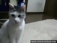 Url GIFs - Get the best gif on GIFER