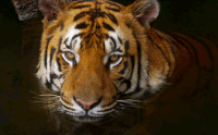 Tiger GIFs - Get the best gif on GIFER