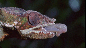 Reptiles GIF - Conseguir el mejor gif en GIFER