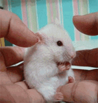 Am GIFs - Get the best gif on GIFER