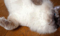 Ragdoll cat GIF - Conseguir o melhor gif em GIFER