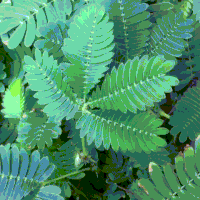 Big Ang Mimosa Gif