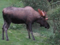 Moose GIFs - Get the best gif on GIFER