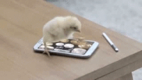 Chick GIFs - Get the best gif on GIFER