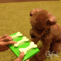Пудель GIFs - Get the best gif on GIFER